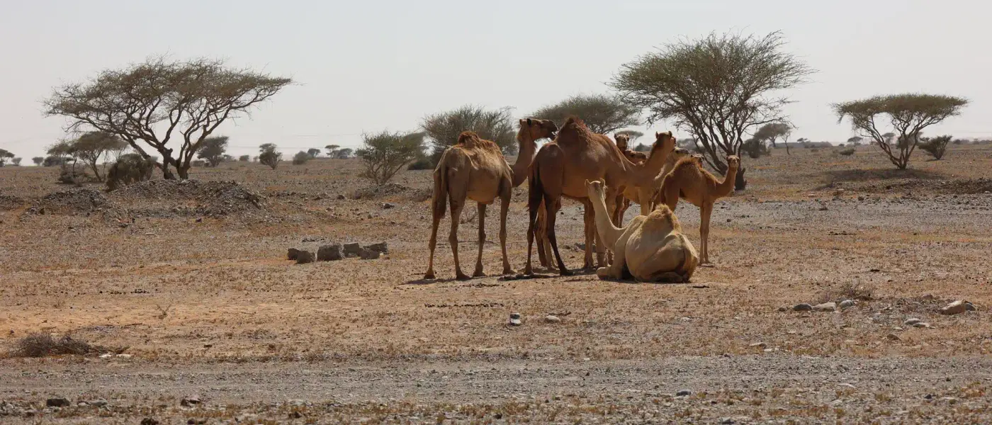 East Coast Tour from Dubai & Sharjah | Oberon Tours Full-Day Adventure